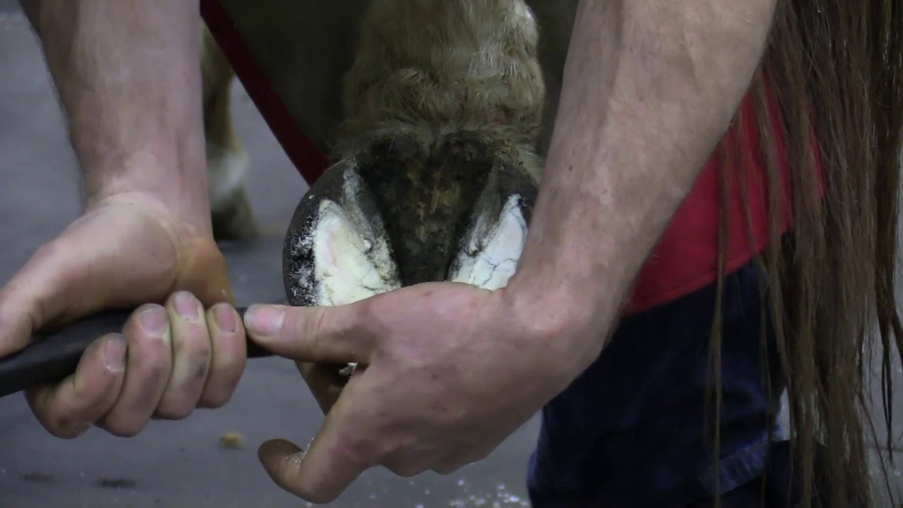 AFA 49: American Farriers Team, Live Demo - YouTube