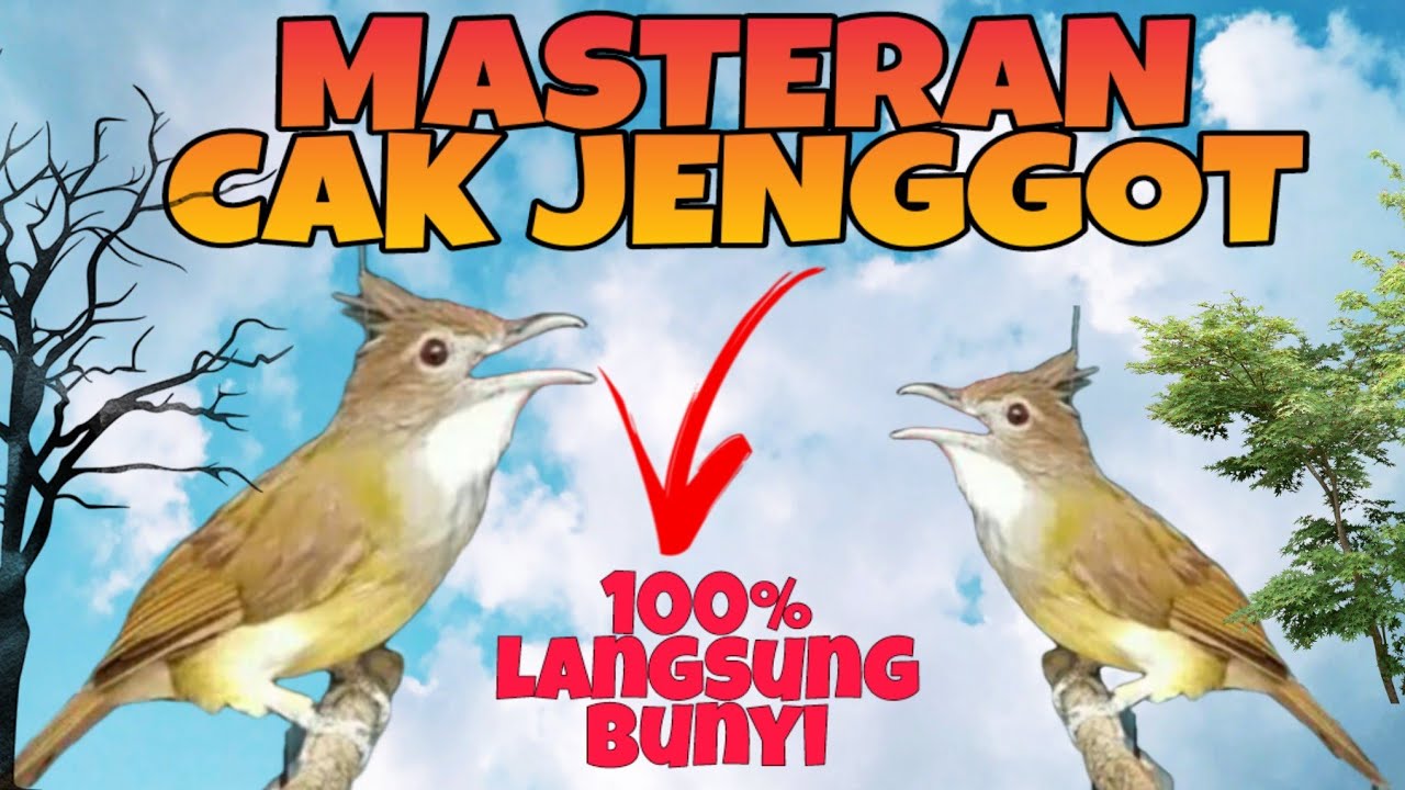 MASTERAN Cucak jenggot BESETAN | BURUNG CAK JENGGOT - YouTube