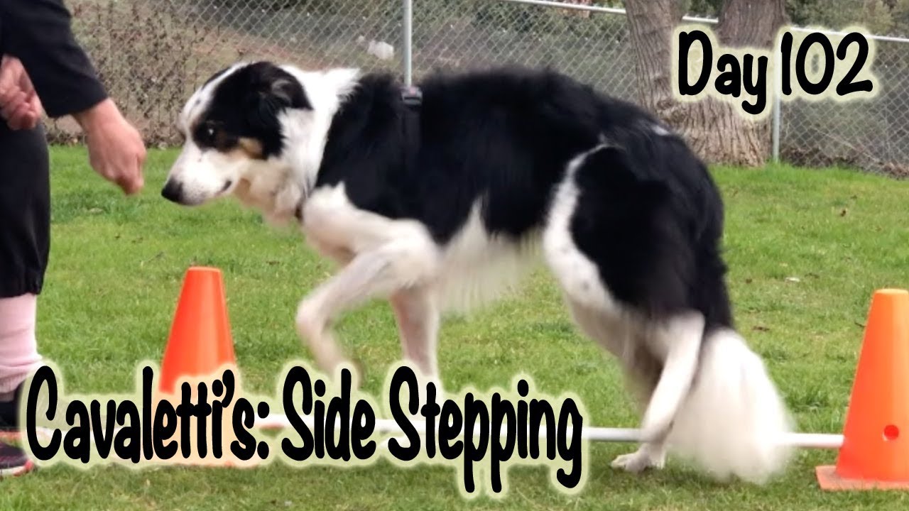 Day 102: Cavaletti's - Side Stepping - YouTube