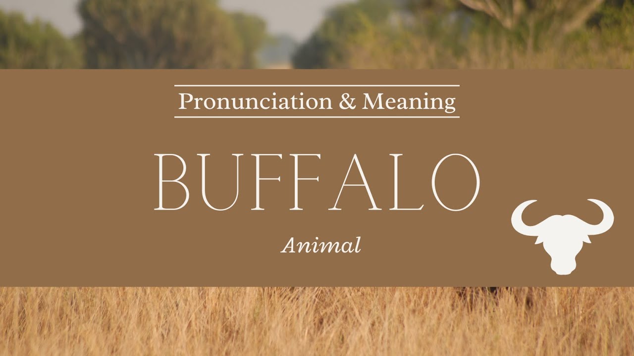How to Pronounce: Buffalo | Pronunciation & Meaning (British English ...
