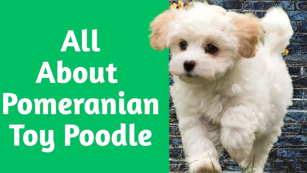Pomeranian Toy Poodle (Pomapoo) | All You Need To Know Before Getting ...