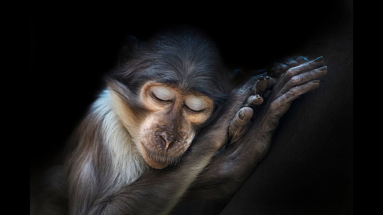 Fuzzy monkey - Morten Granau (Invisible reality rmx.) - YouTube