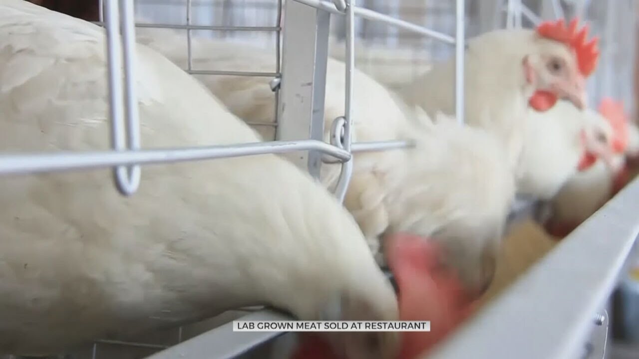 Lab-Grown Chicken Coming Soon To Restaurant Tables And Stores - YouTube