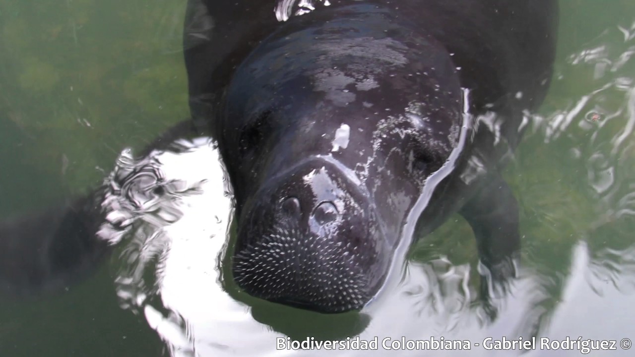Trichechus inunguis (Amazonian Manatee - Manatí amazónico) - YouTube