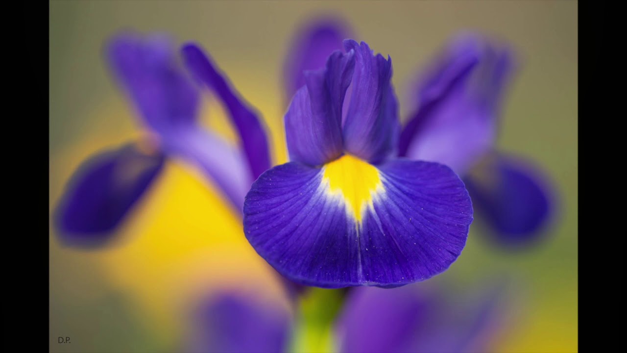 Daniel Rivera plays Tciaikowsky/Grainger - Flower_Waltz - YouTube