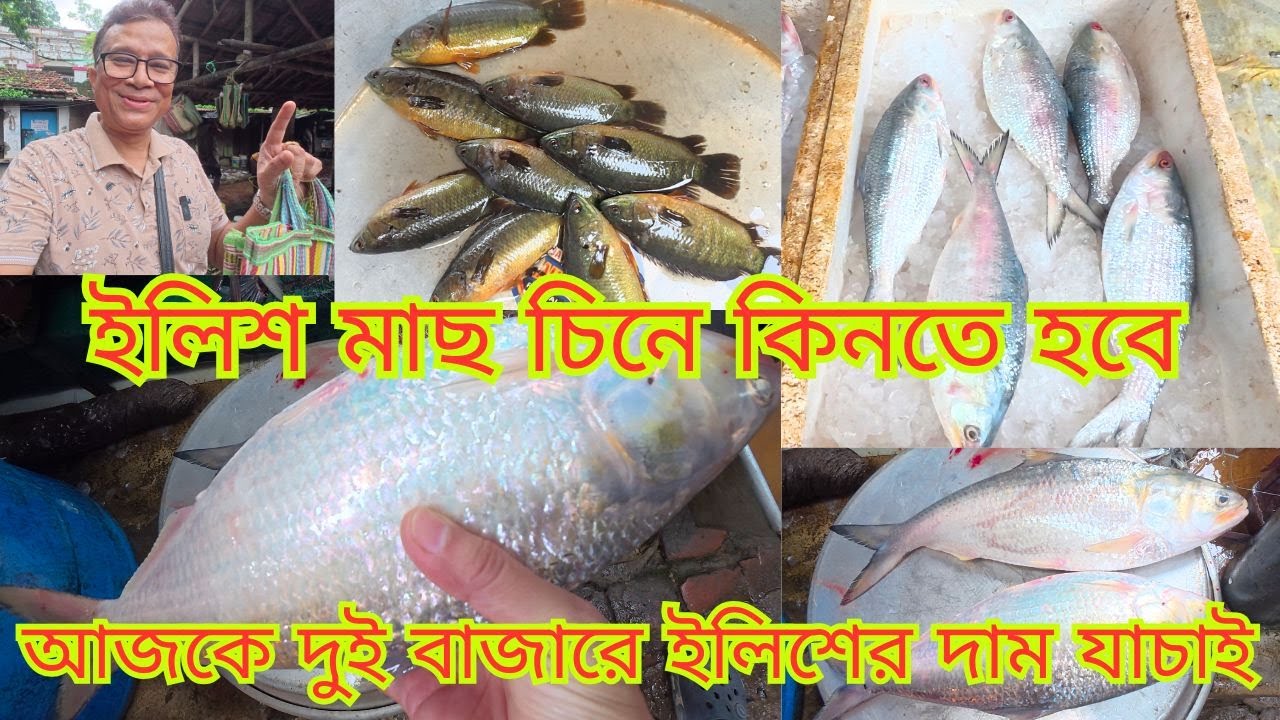 ইলিশ মাছ চিনে কিনতে হবে | Chowk Bazar | Hooghly | Fresh Fish Market ...