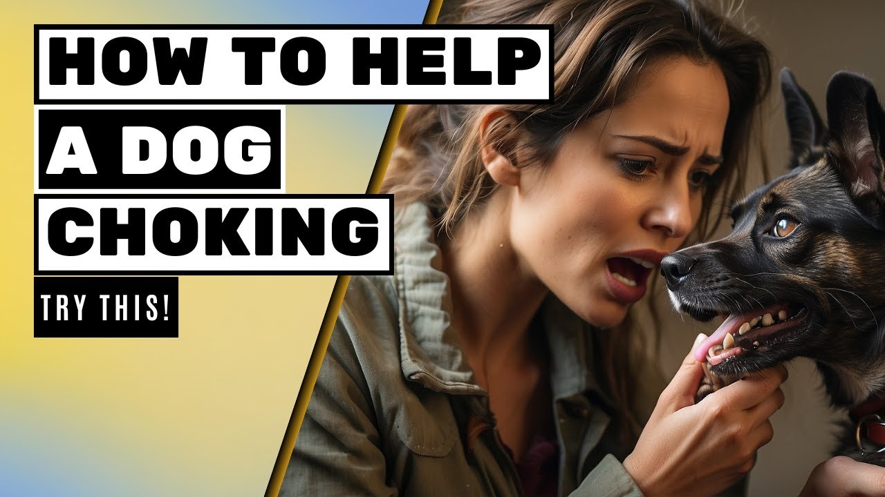 How to Help a Dog Choking on Food - YouTube