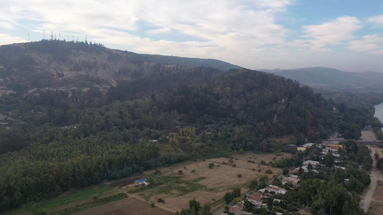 Talca contará con una importante reforestación que incluye 6 mil ...