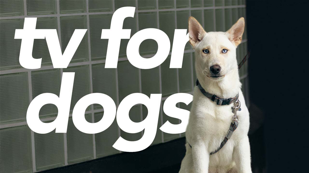 Dog TV - Endless Entertainment Experience for Dogs (20 Hours) - YouTube
