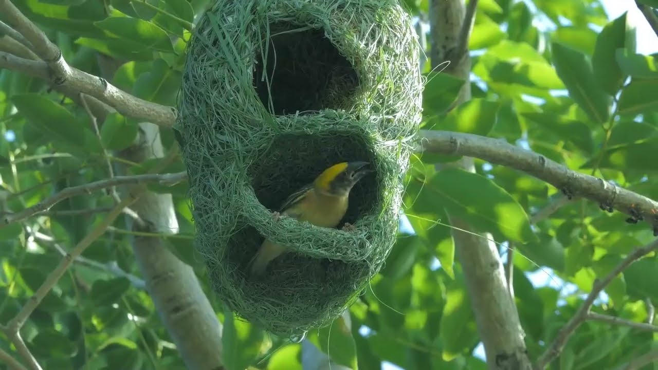 Top 4 Animal Architects: Discover Nature’s Ingenious Builders ...