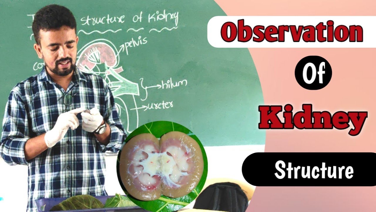 Observation of kidney External and internal structure | 10th class ...
