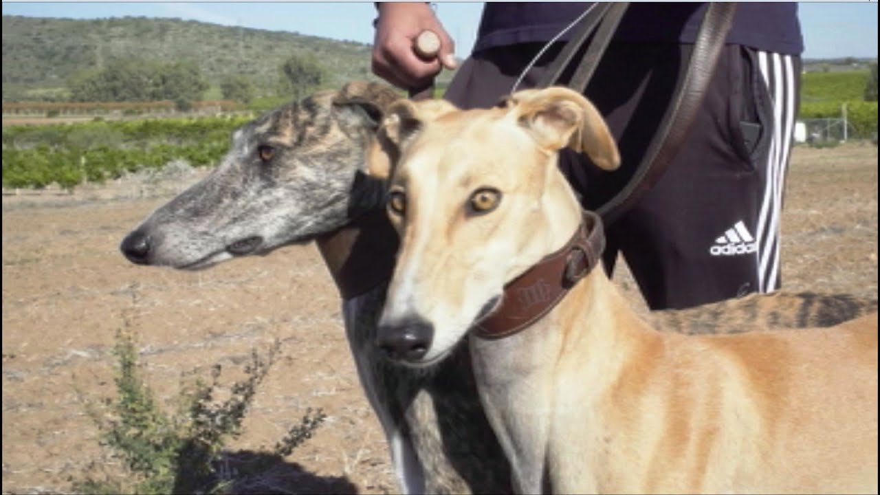 Como Se Tratan Los Perros De Carrera