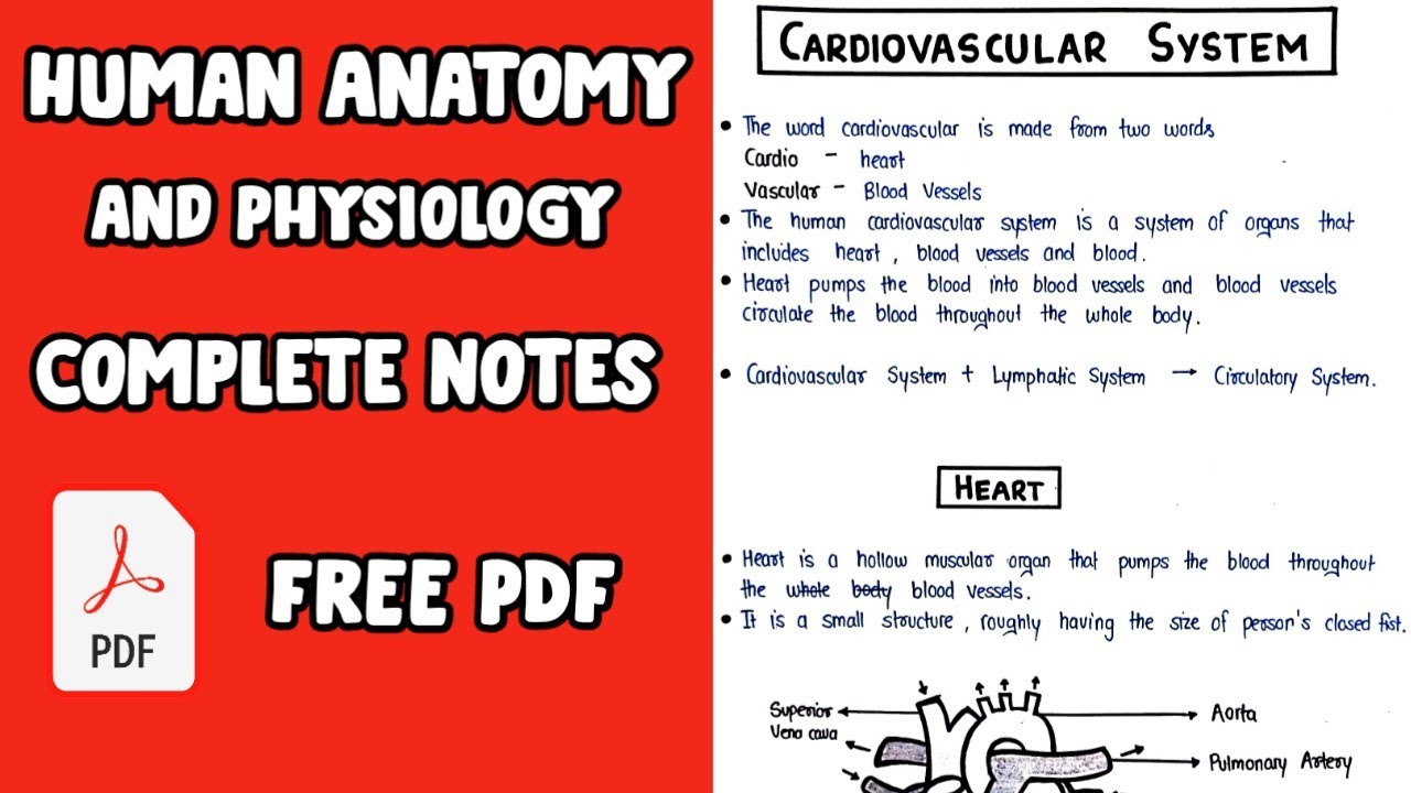🥰🔥 Human Anatomy and Physiology 1st Semester Unit 5 Complete Notes l B ...