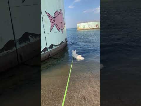 WASAO_OFFICIAL がライブ配信中！ - YouTube