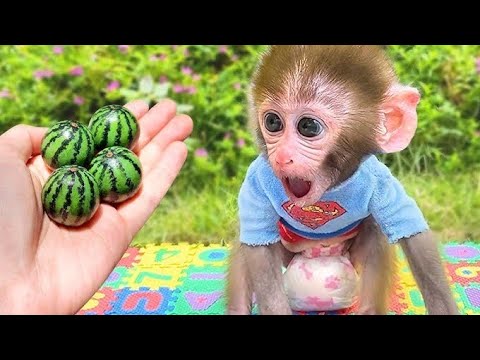 Monkey Baby BonBon Ouvre the new one Joined Surprisingly well done 