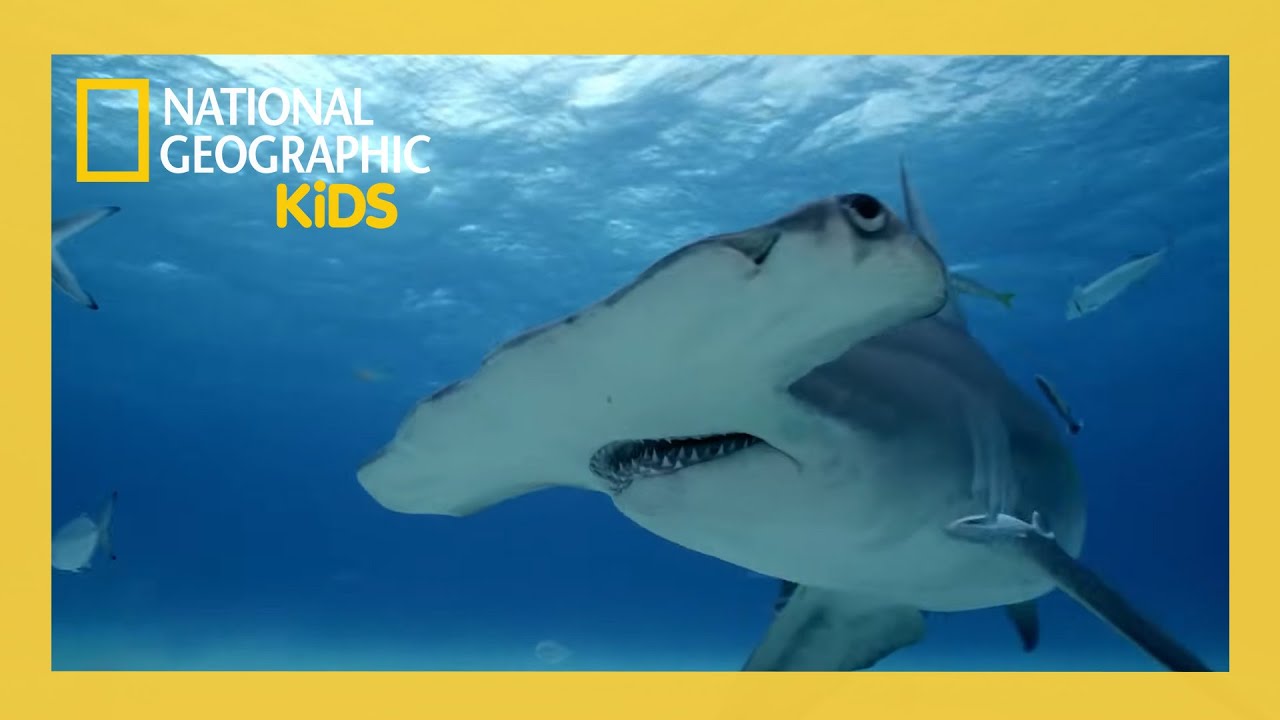Mega Hammerhead Full Episode | @natgeokids - YouTube