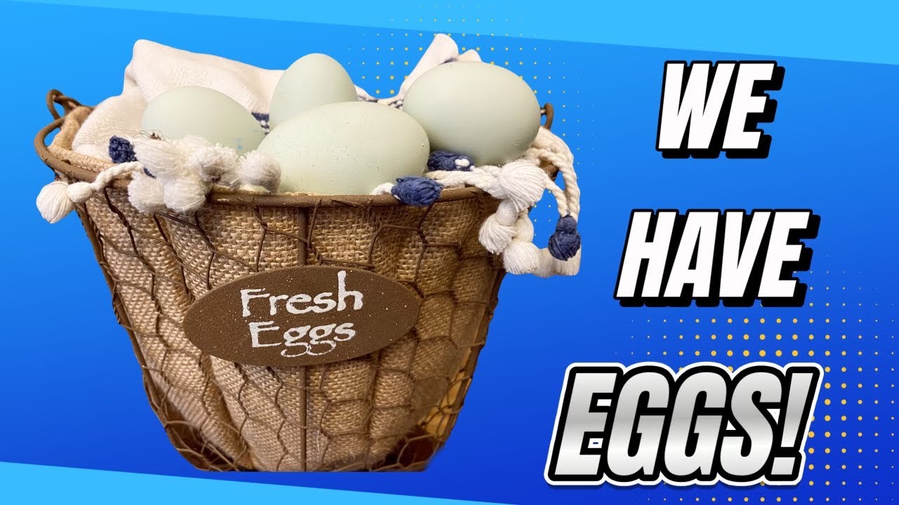 We Have Eggs!!! - YouTube