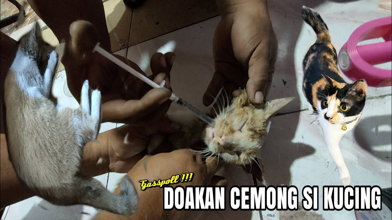 Kondisi Terkini Cemong Si Kucing Gasspoll Anaknya Si Komeng Membutuhkan Perawatan Intensiv | Cat ...