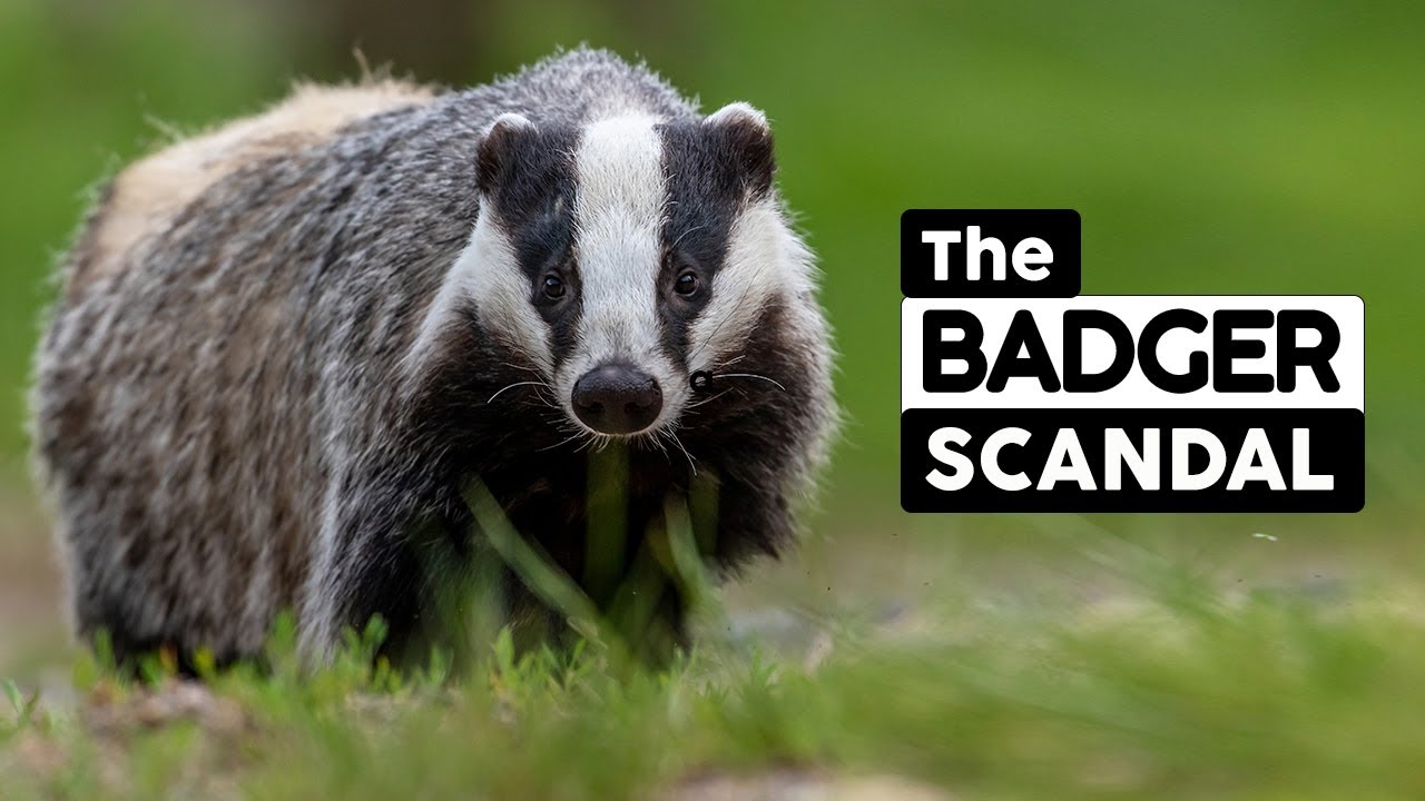 The Badger Scandal | Save the Badger | Stop the Cull - YouTube