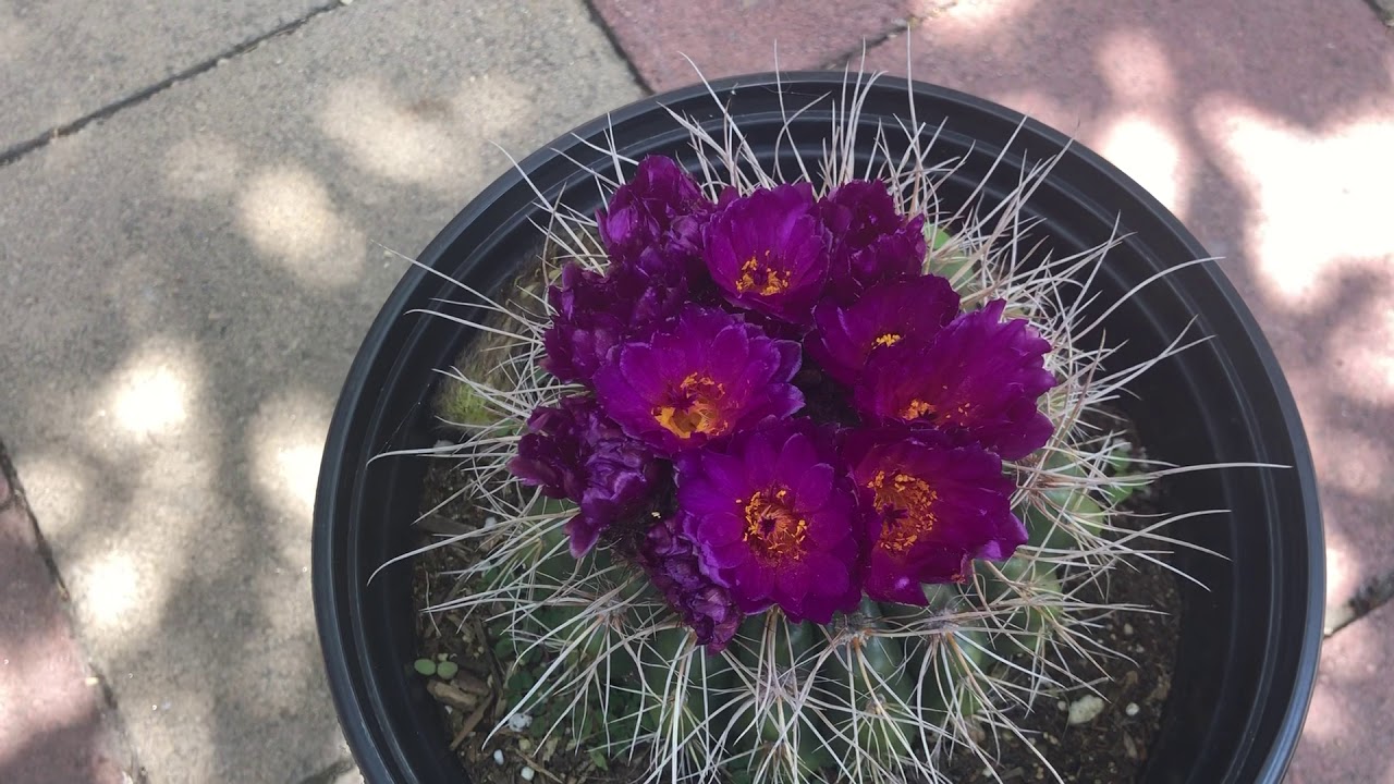 Mi hermoso Cactus Morado Obscuro - YouTube
