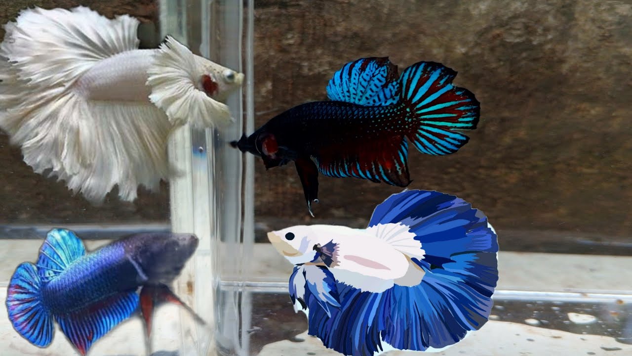 Como puedes reproducir Bettas Pitbull con Bettas de lujos, para que salgan bueno ...