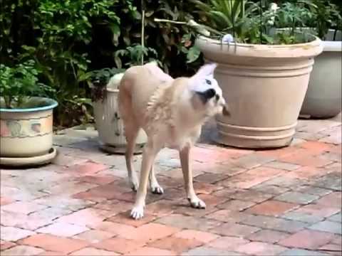 Wet dog shaking in slow motion - YouTube