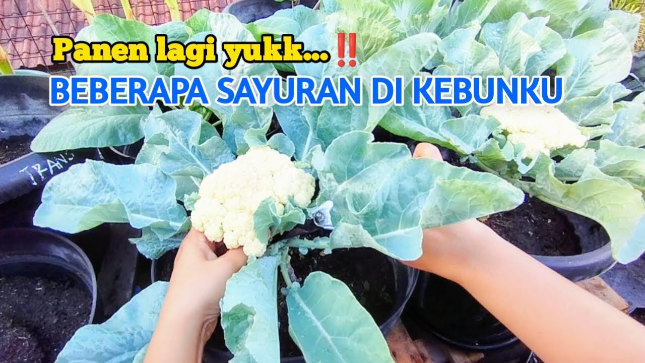 PANEN BEBERAPA SAYURAN LAGI DI KEBUNKU - YouTube