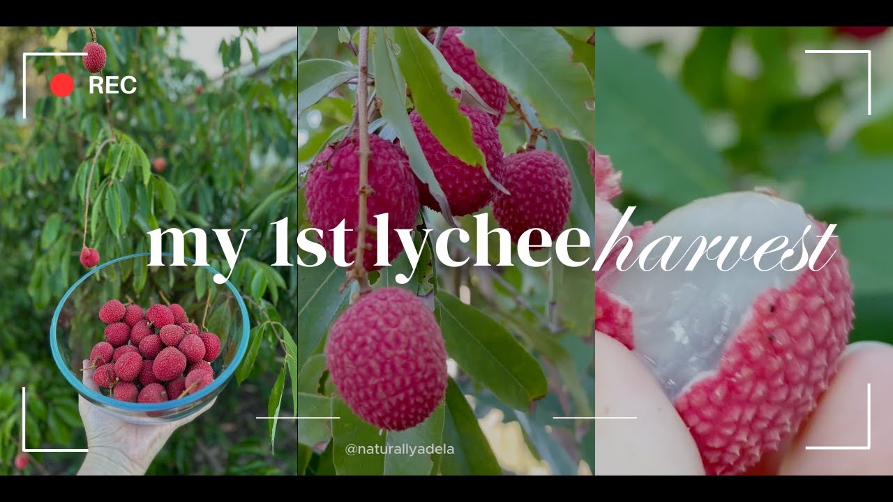 first time harvesting lychees from my lychee tree I bought back in 2020 ...