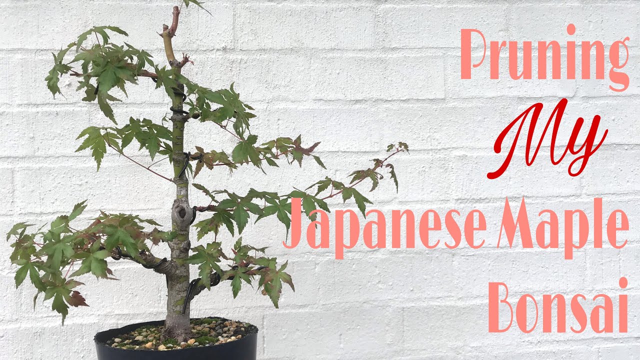 How to - Pruning my Japanese Maple Bonsai - YouTube