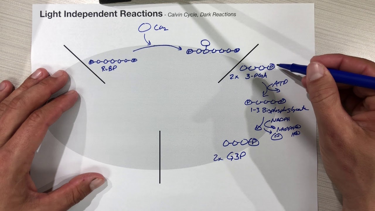Light Independent Reactions - YouTube