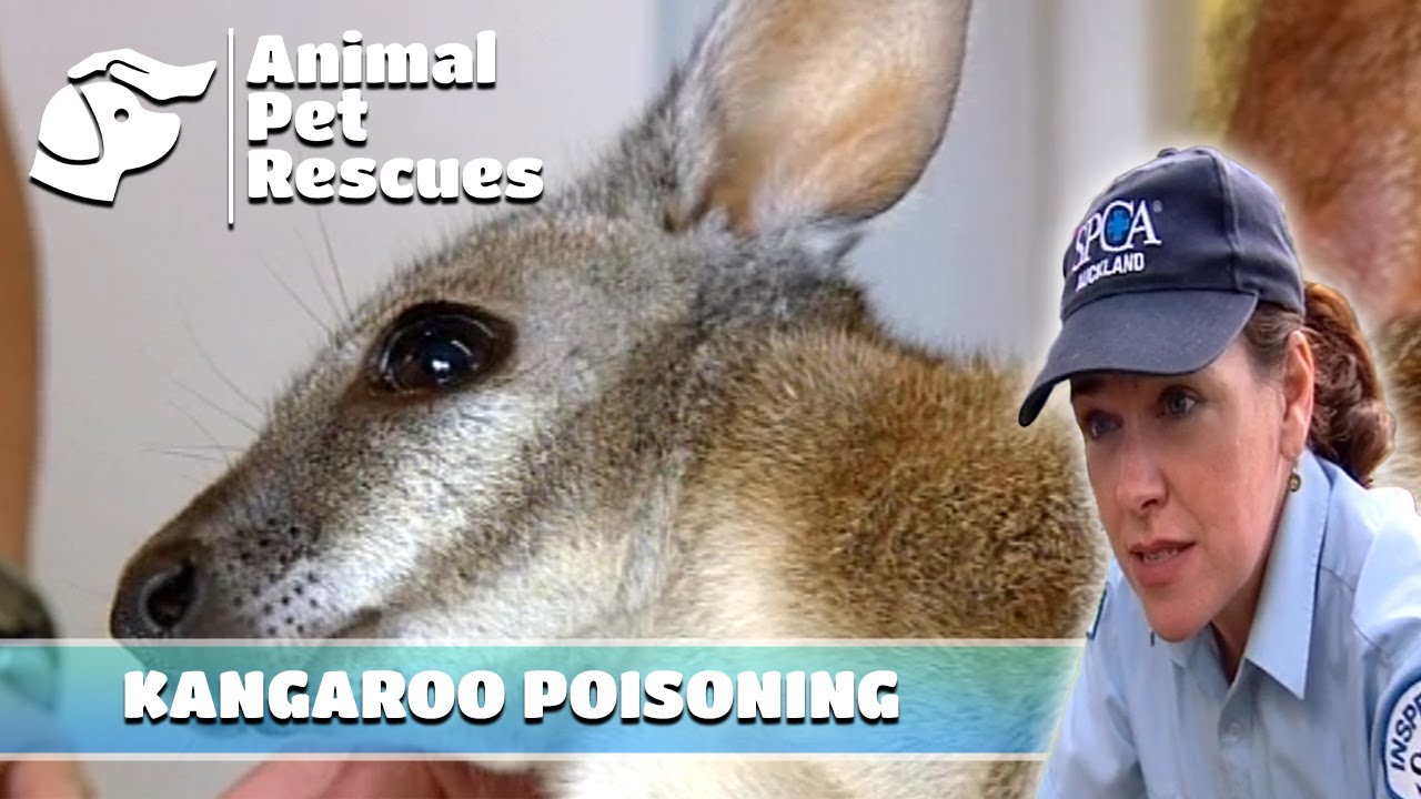 SPCA Investigates Mysterious Kangaroo Poisoning | Full Episode | Animal ...