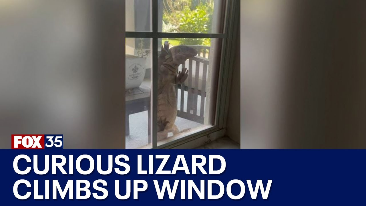 WATCH: Giant lizard climbs window of Florida home - YouTube