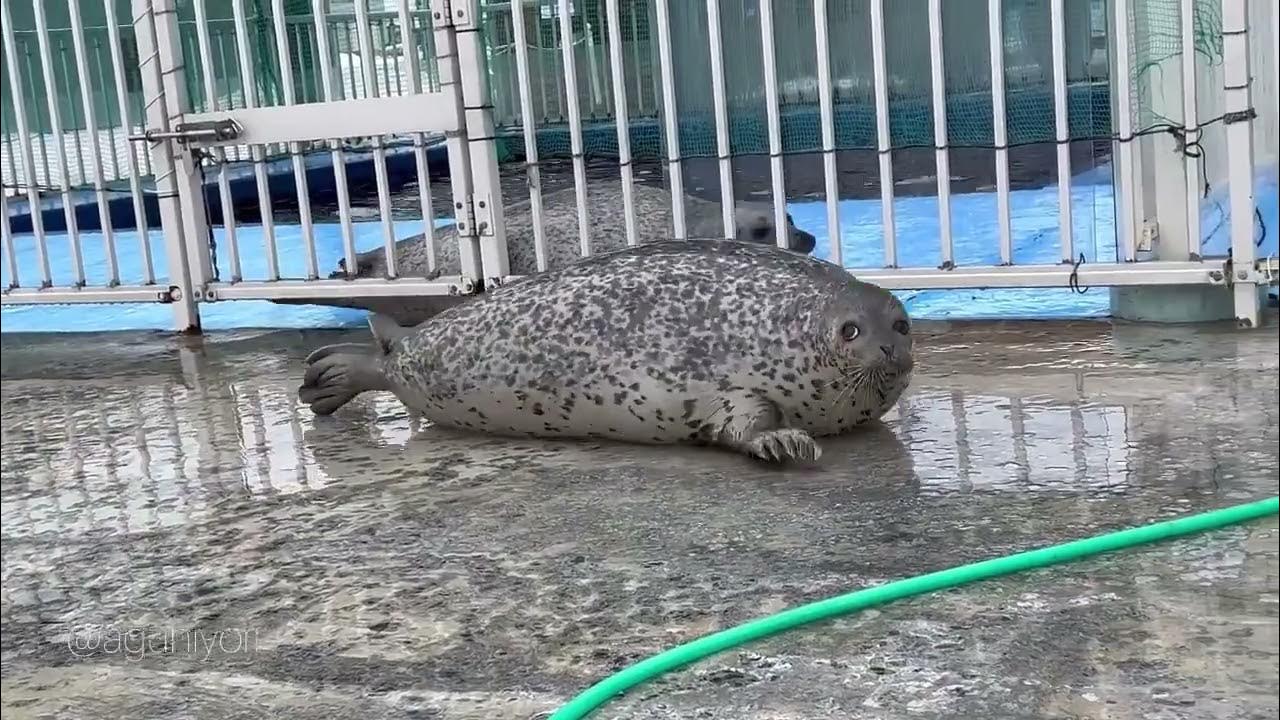 Oh😲...Agu, you like Kyoro💕. Very happy to hear that😆. Spotted seal Agu & Kyoro(📽️ aguhiyori ...