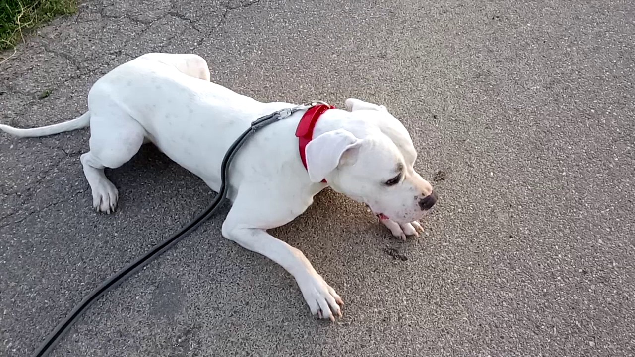 PACIFIC DOG 68/Dogue Argentin exercices d'éducation de base pendant les ...