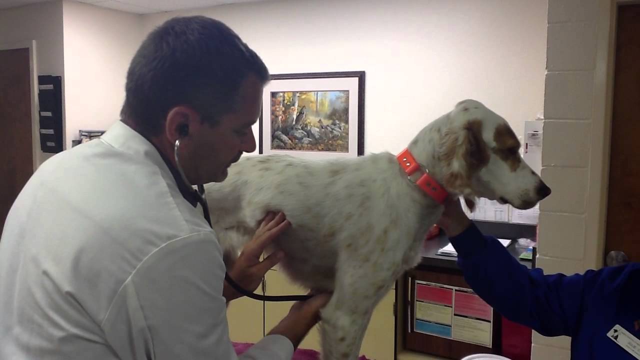 Physical Exam On A Dog YouTube physical-exam-on-a-dog-youtube