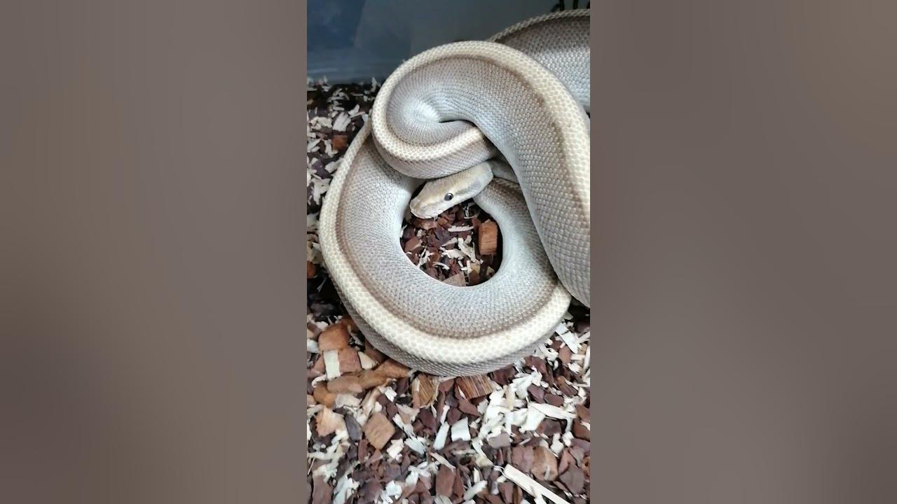 Ball python shed its skin 😯 #snake #reptiles #animals #trending #python ...