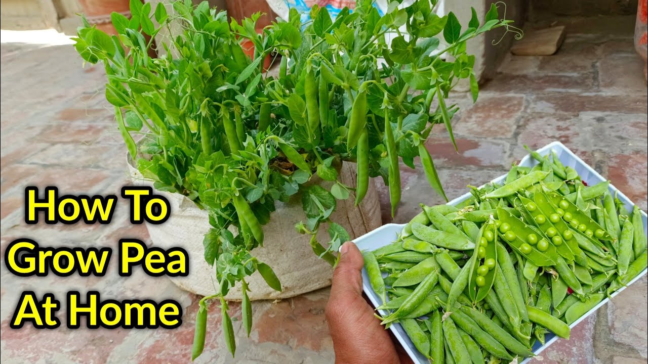 How To Grow Pea at Home / Peas Grow - YouTube
