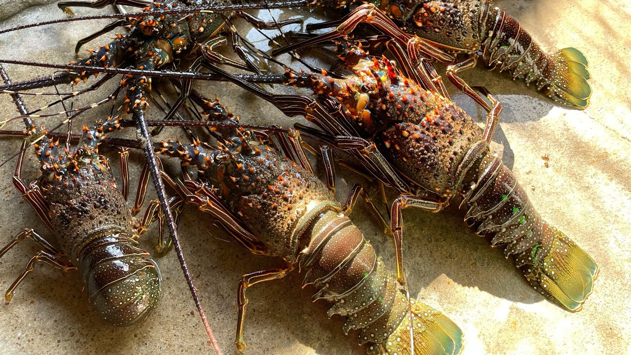 Así se abre una Langosta por la Mitad 🦞 | Con Sabor a Guerrero - YouTube