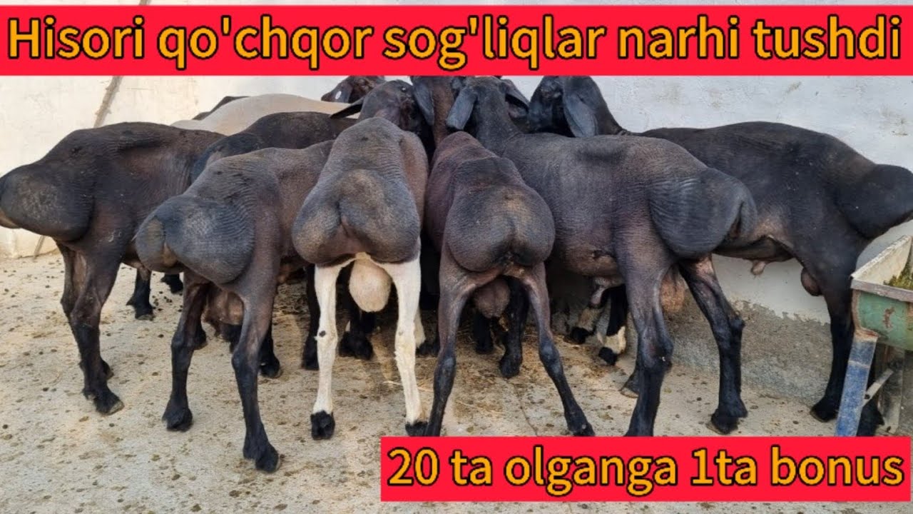 20 ta olganga 1ta bonus shoshiling hisori qõchqorlar va soğliqlar ☎️94 ...