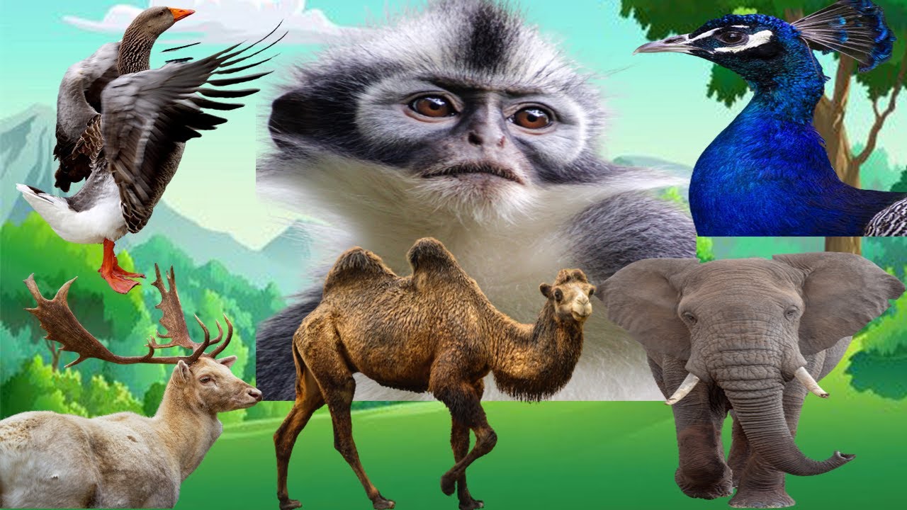 Cute Animals around us Monkey,Camel,Deer,Elephant,Goose,Peacock. - YouTube