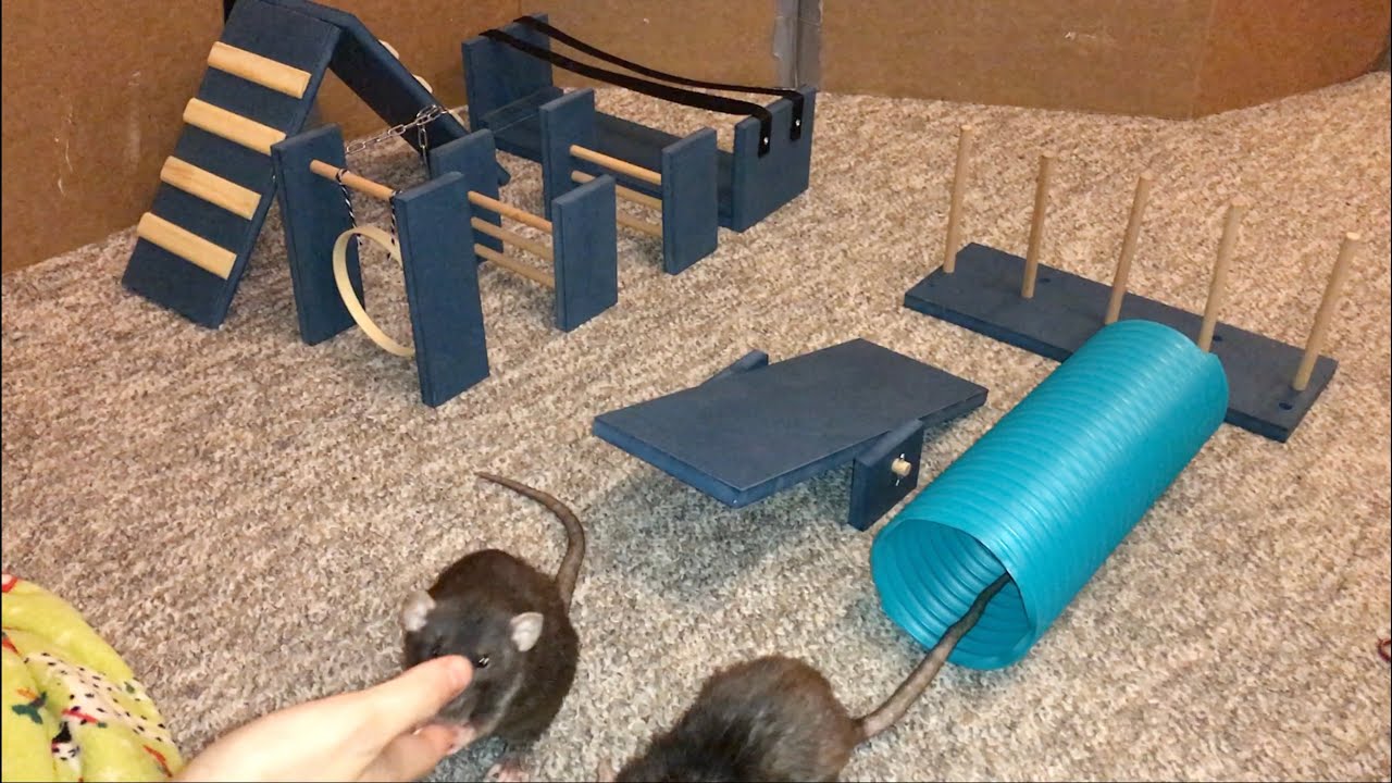Reviewing a Custom Rat Agility Kit by Rat Agility Kits UK! - YouTube