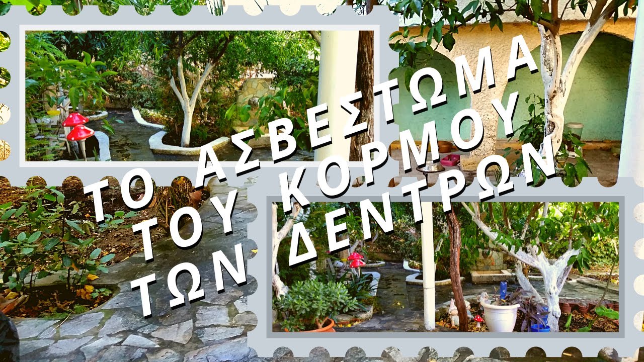 #ΑΣΒΕΣΤΩΝΩΤΟΝΚΟΡΜΟ ΤΩΝ #ΕΣΠΕΡΙΔΟΕΙΔΩΝΔΕΝΤΡΩΝ ΣΤΟΝ ΚΗΠΟ ΤΟΥ ΕΞΟΧΙΚΟΥ ΜΑΣ ...