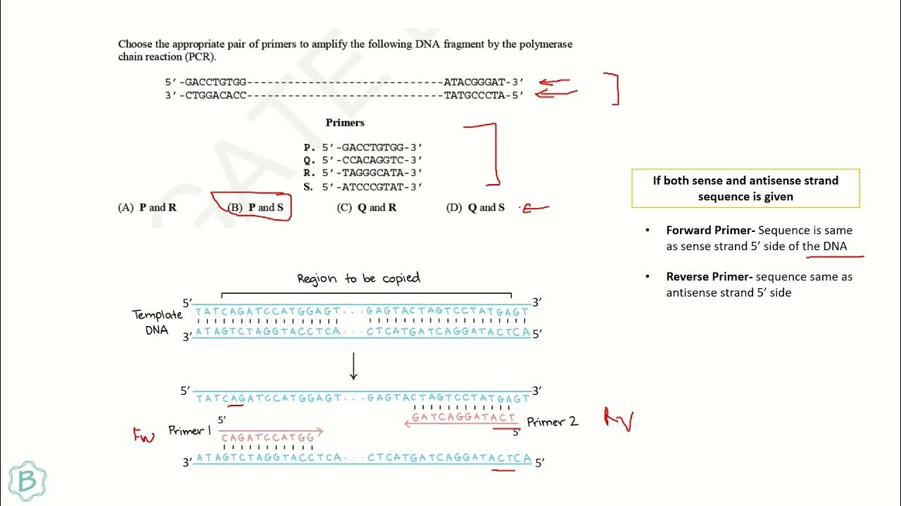 PCR Primer Design Problem Solving for #CSIRNET - YouTube