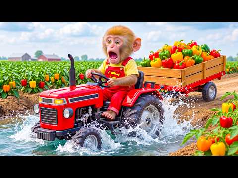 Monkey Farmer Drives Tractor to Harvest Bell Peppers & Faces Disaster as Tractor Falls into a Pond!