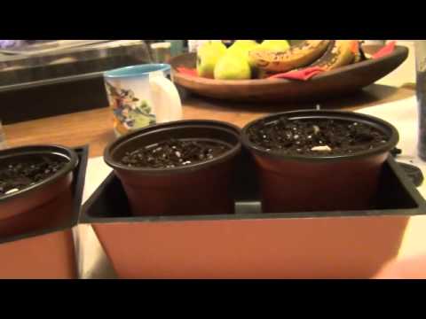 THE GIANT PUMPKIN GROWING CONTEST - YouTube