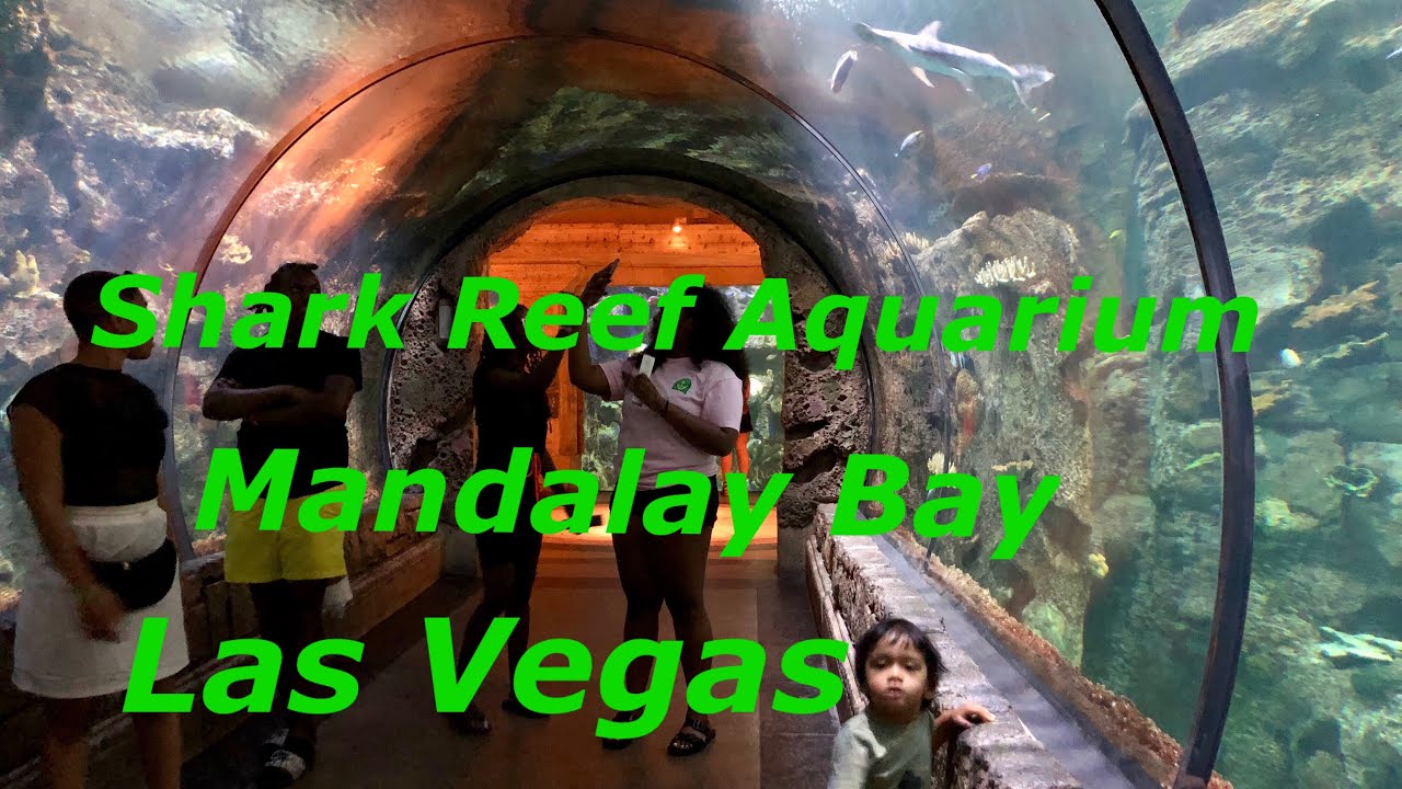 Shark Reef Aquarium at Mandalay Bay : Thế giới cá mập - Las Vegas trip ...