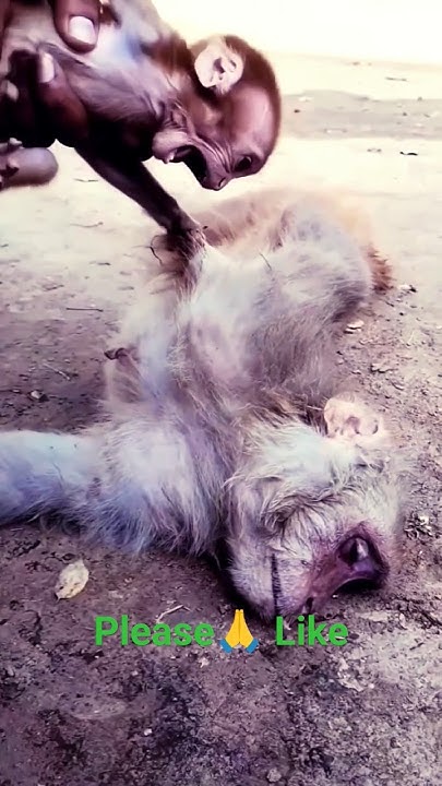 Baby Monkey Crying For Mom #monkey #savemonkey #animals - YouTube