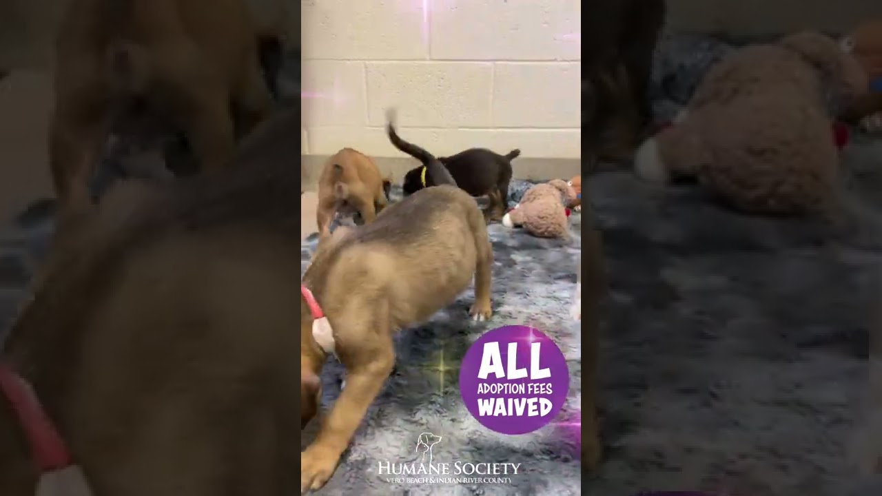 Nationwide adoption event takes place Saturday from 10 a.m. to 5 p.m.