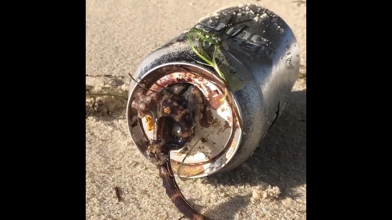 Venomous Blue-Ringed Octopus Emerges From Beer Can - YouTube