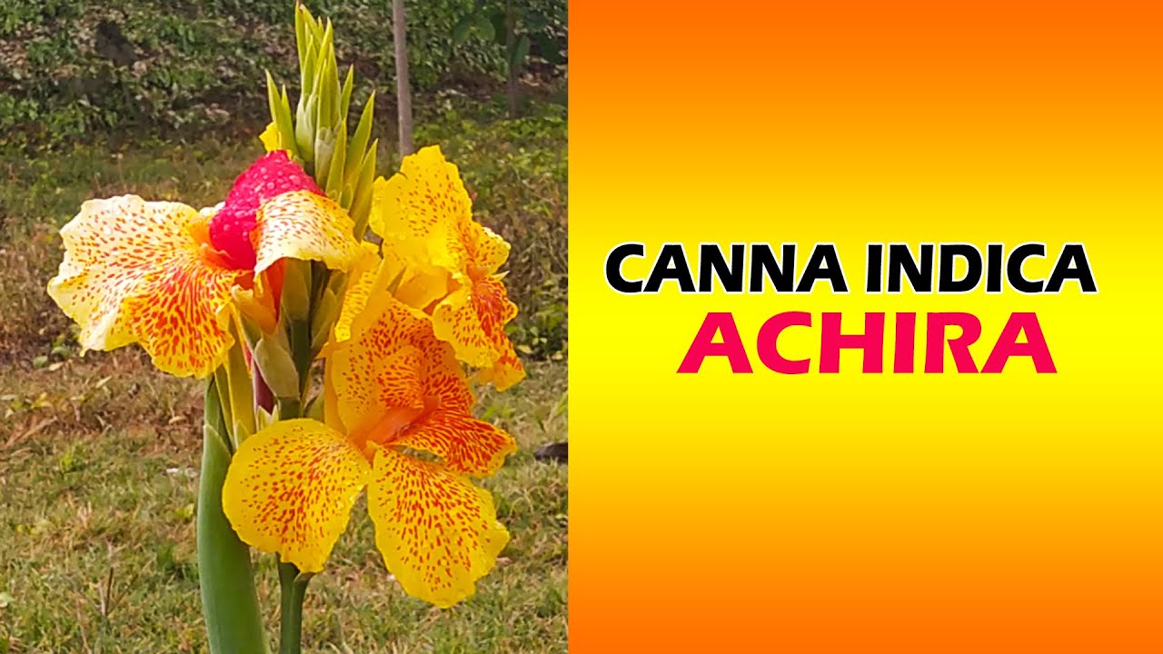 Canna Indica Amarilla, planta de achira amarilla - YouTube